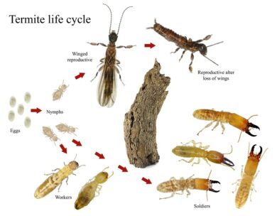 Termite Control Tactics Based on the Termite Cycle of Activity ...