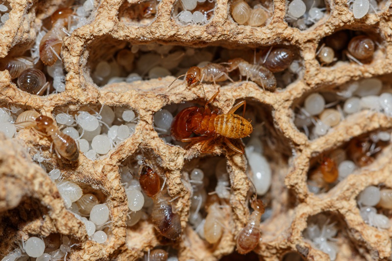 Termite Control is Essential During Winter Months - Milberger Pest Control