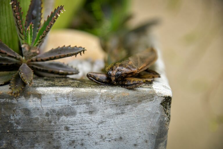Roach Control: Roaches vs. Water Bugs - Milberger Pest Control