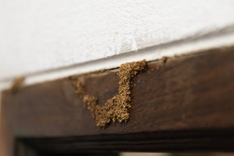 Termite Control: Understanding the Swarming Season and Signs of ...