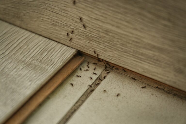 Pest Control in Kansas City: Stop Summer Ant Problems with Milberger ...