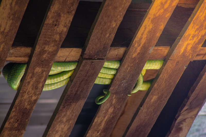 Pest Control Snakes: Preparing Your Kansas City Home Before Fall ...